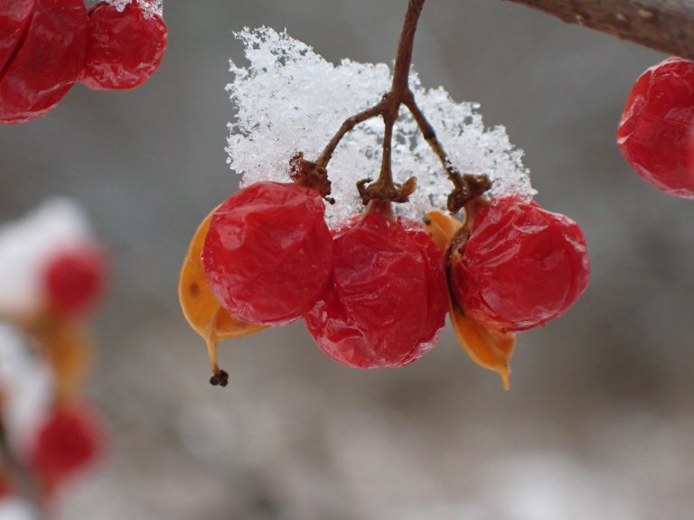 three of a kind by tom clausen | tom clausen