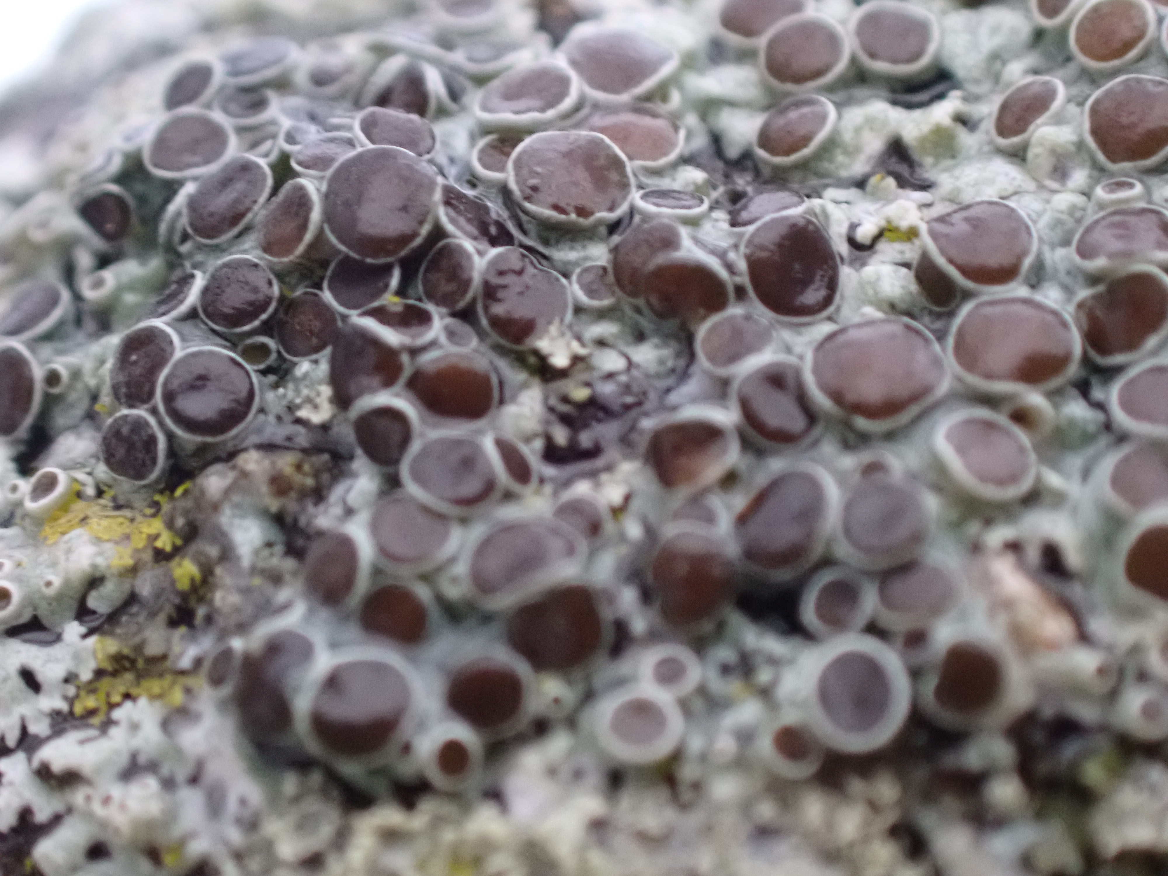 opening by tom clausen | tom clausen