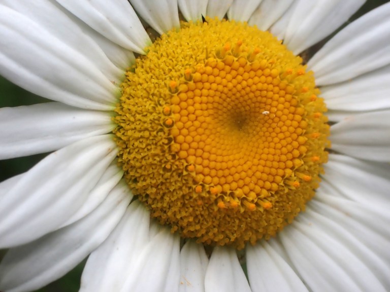 daisy – tom clausen | tom clausen